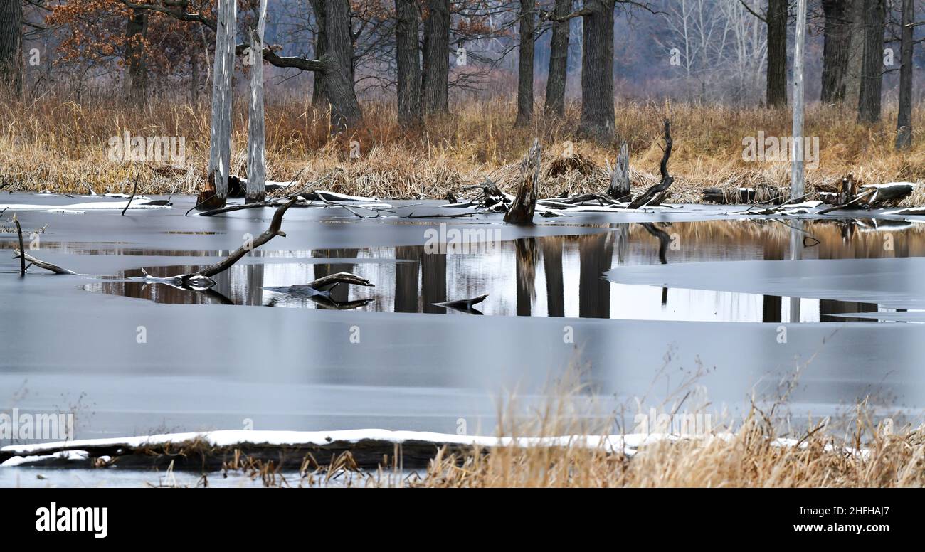 Ice forming on the pond in the woods Stock Photo - Alamy