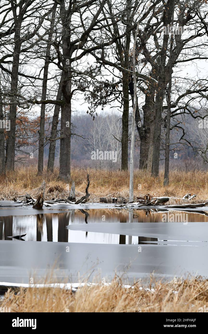 Ice forming on the pond in the woods Stock Photo - Alamy