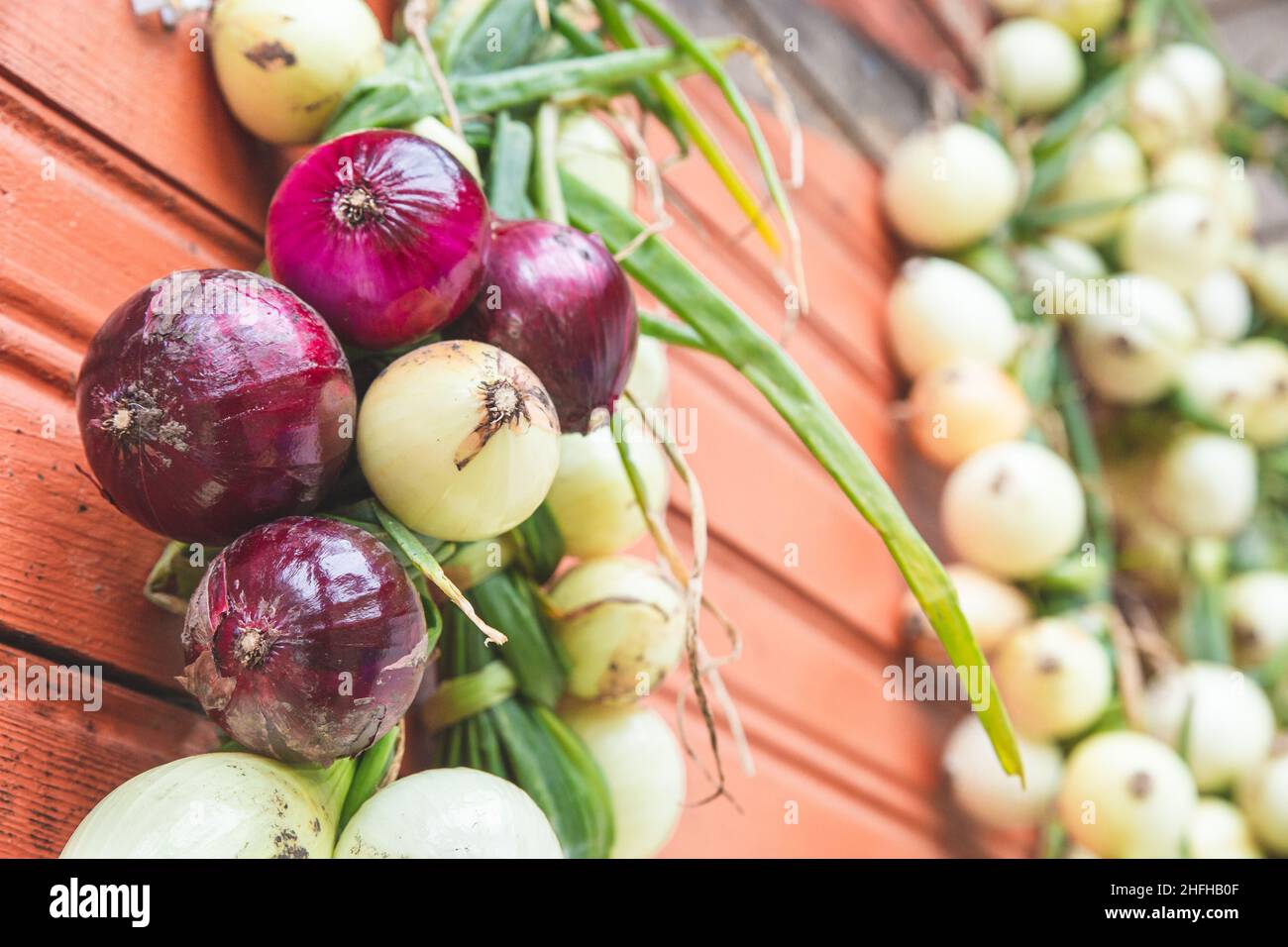 A bunch of white and red Spanish onions on the wall of the house. Farm ...