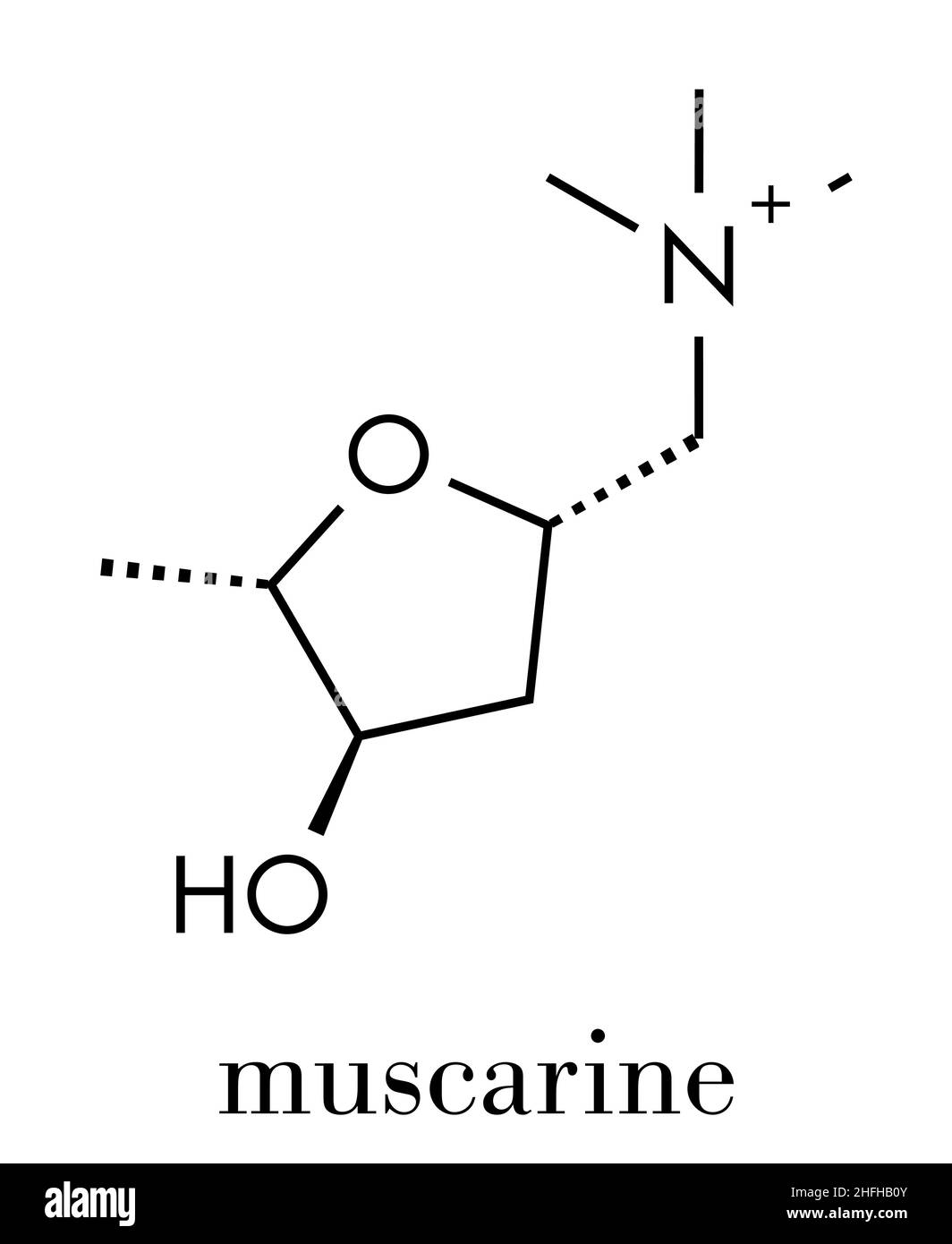 Muscarine mushroom toxin molecule. Agonist of the muscarinic ...