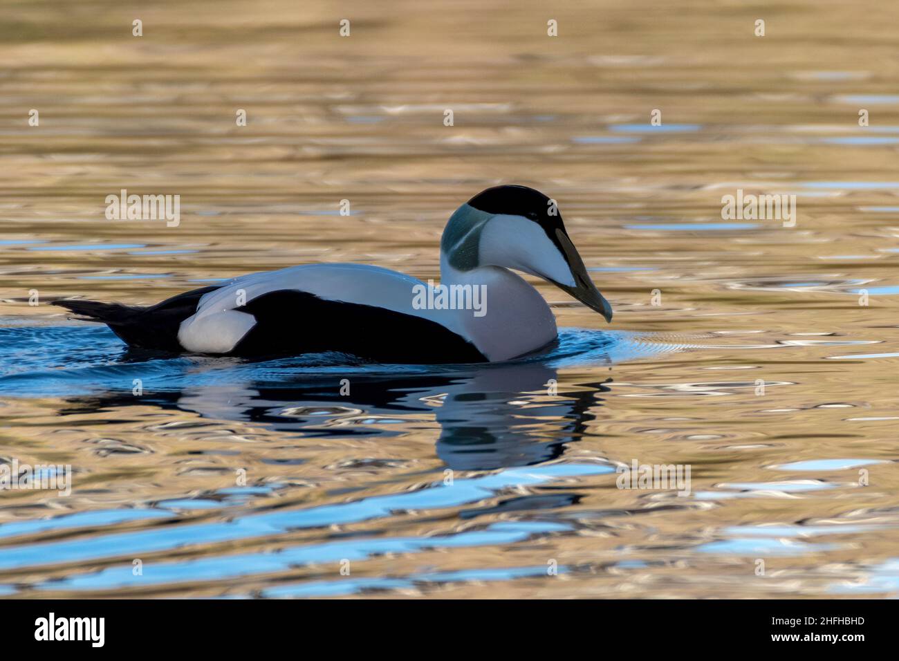Common Male Eider Duck Stock Photo - Alamy