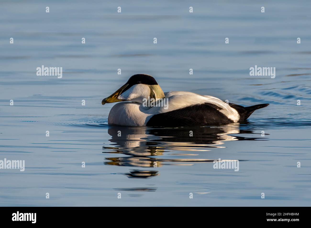 Male Common Eider Duck Stock Photo - Alamy