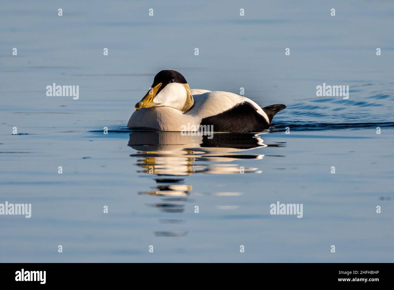 Common eider duck male hi-res stock photography and images - Alamy