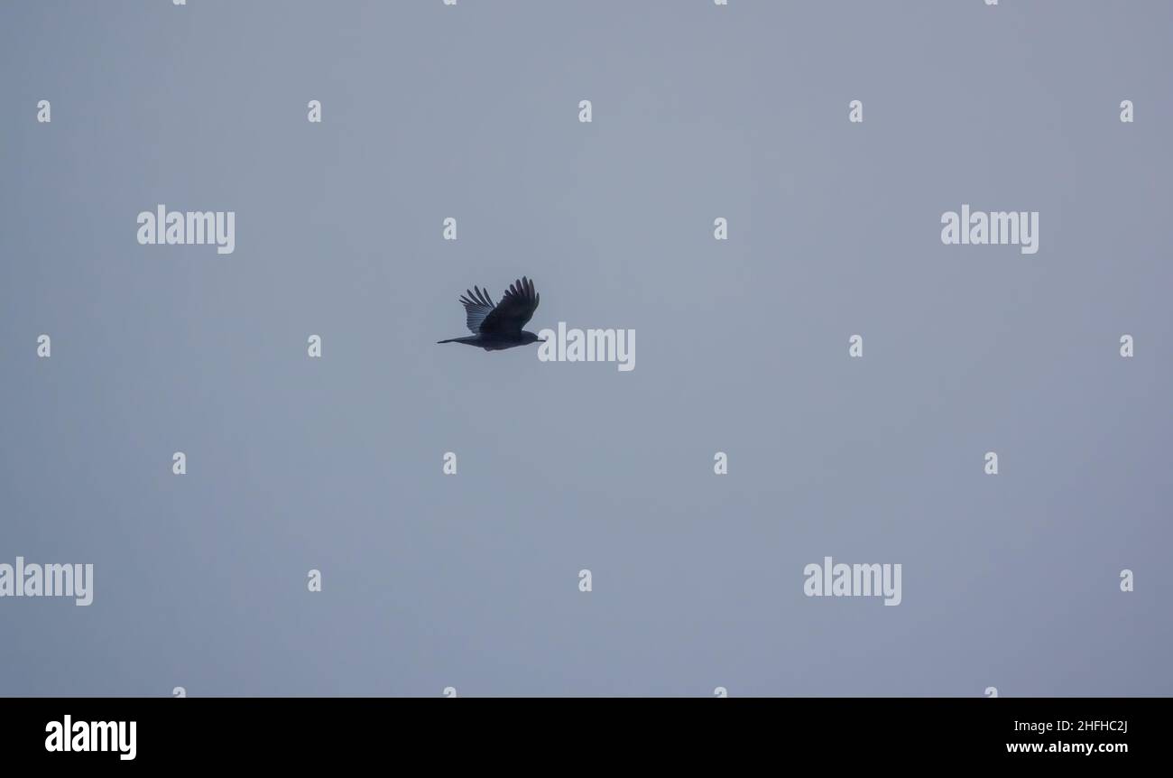 a rook (Corvus frugilegus) in flight under a winter sky Stock Photo - Alamy