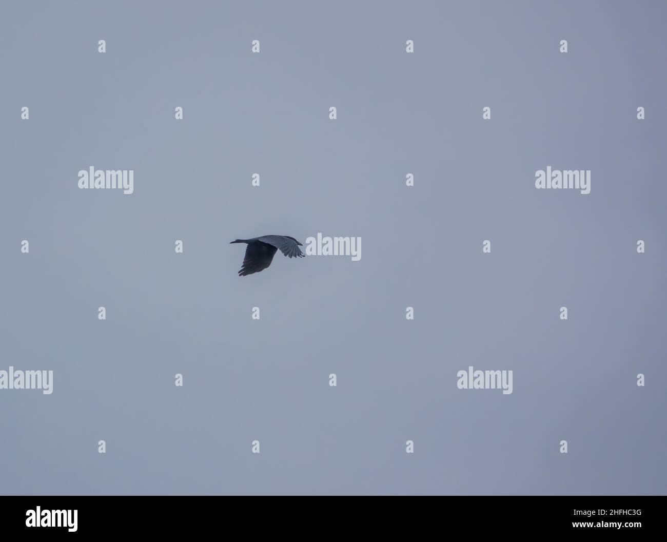 a rook (Corvus frugilegus) in flight under a winter sky Stock Photo - Alamy