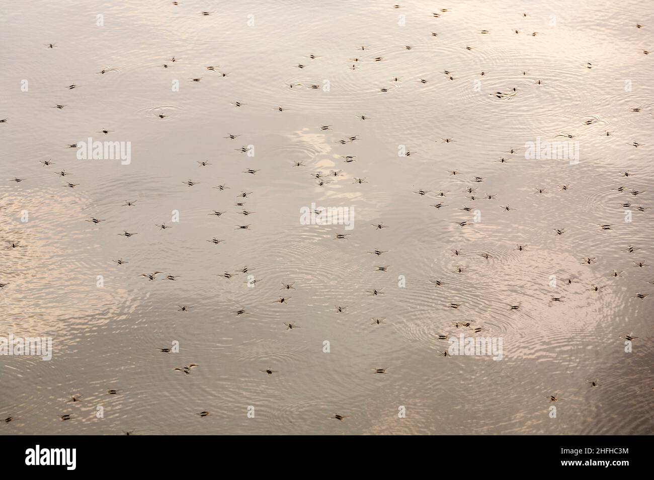 flies walking on the dirty water Stock Photo - Alamy