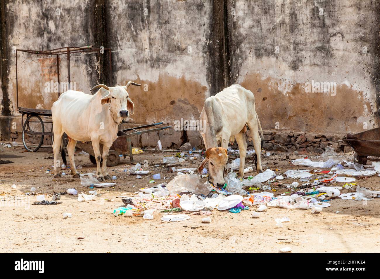 Cow eating garbage india hi-res stock photography and images - Alamy