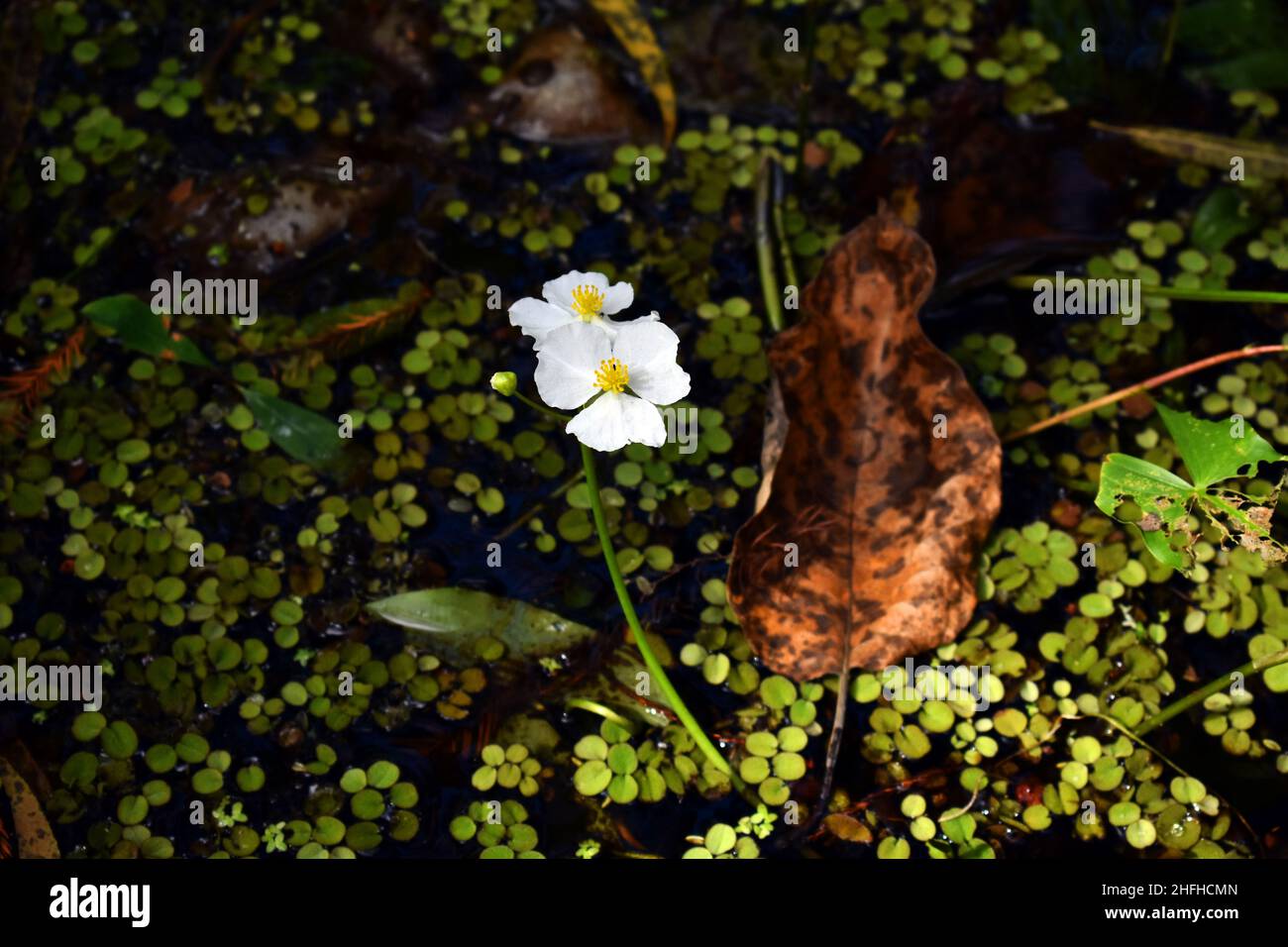 A small white flower growing in a swamp Stock Photo - Alamy