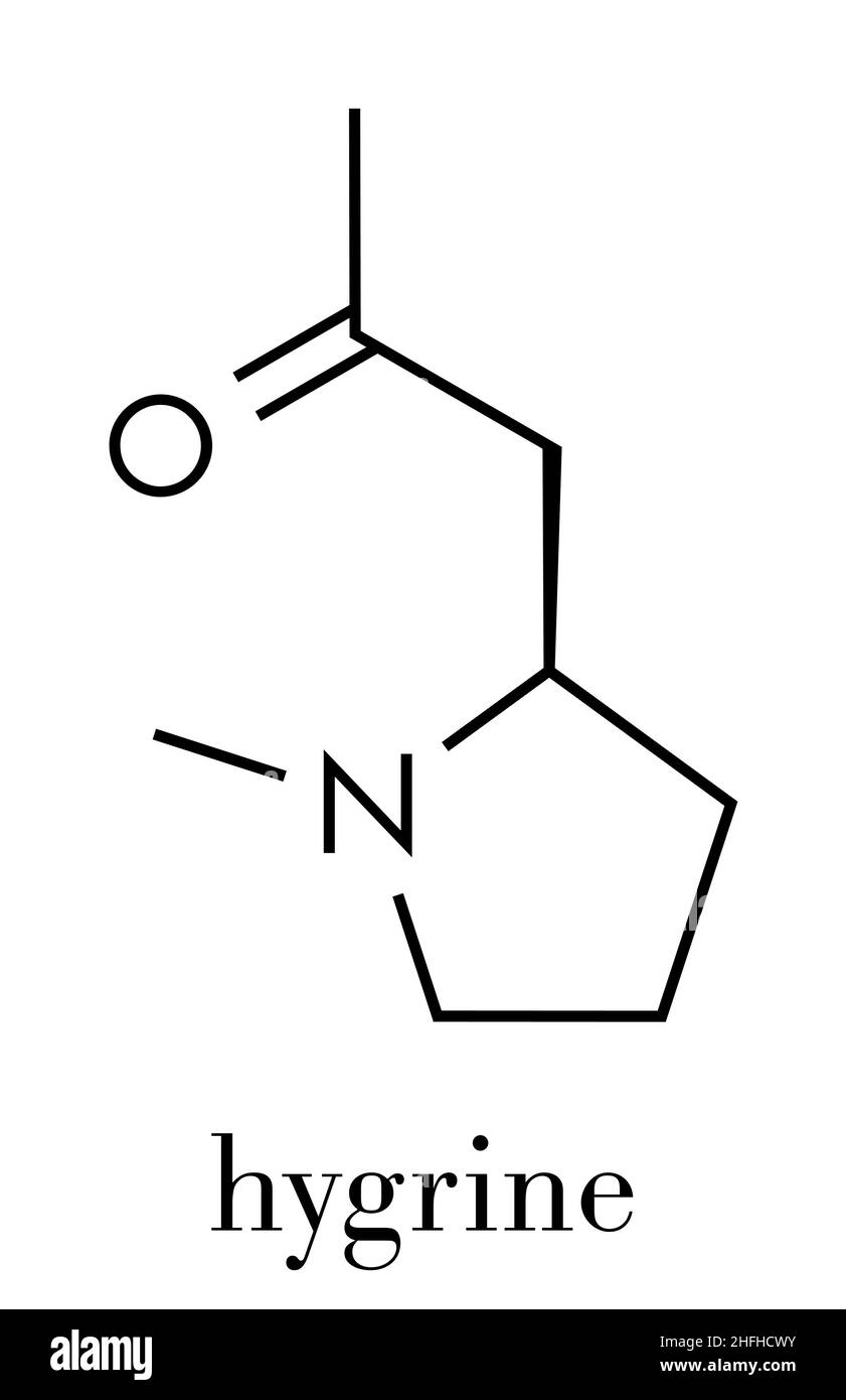 Hygrine coca alkaloid molecule. Skeletal formula Stock Vector Image ...