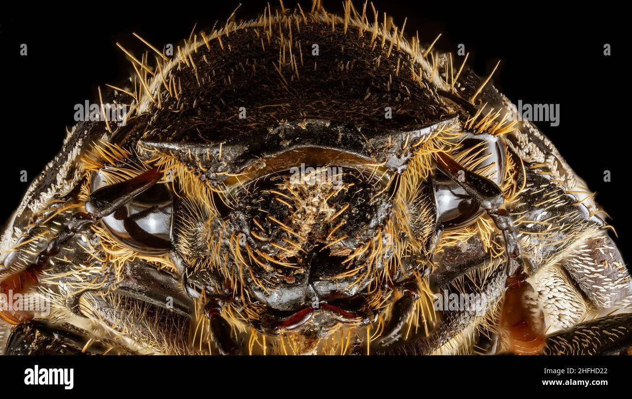 Greyback beetle hi-res stock photography and images - Alamy