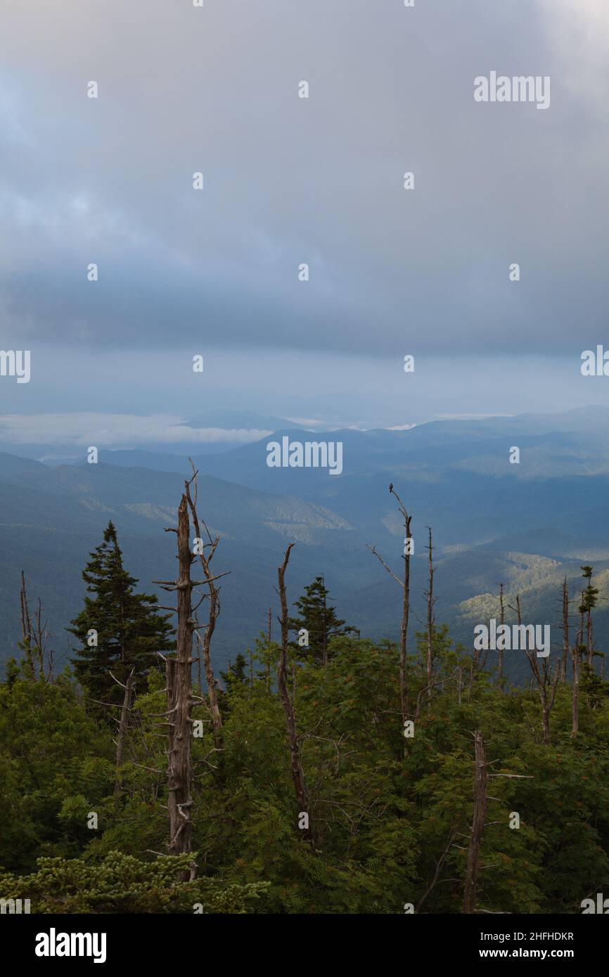 Changing Environment at Clingmans Dome in the Great Smoky Mountains ...