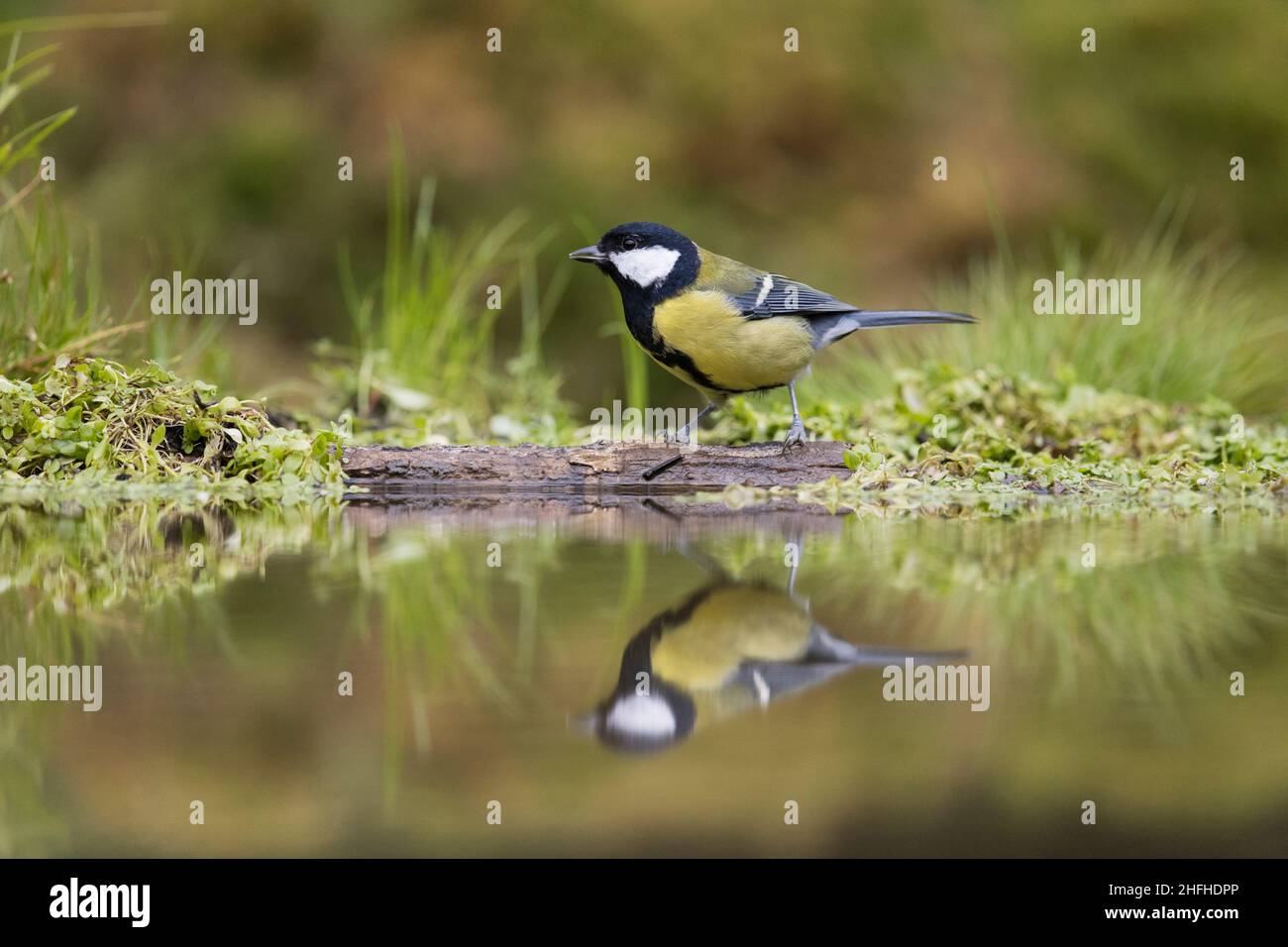 Great tit (Parus major) adult male standing at waters edge with ...