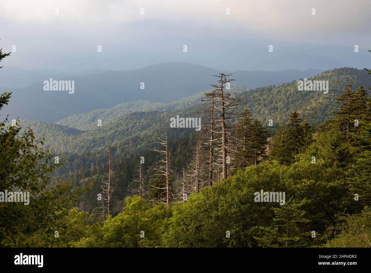 Changing Environment at Clingmans Dome in the Great Smoky Mountains ...
