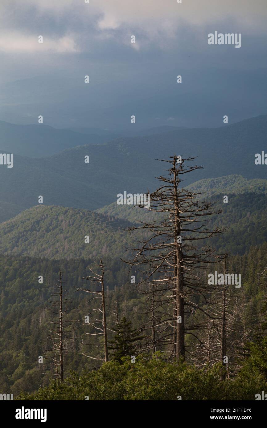 Changing Environment at Clingmans Dome in the Great Smoky Mountains ...