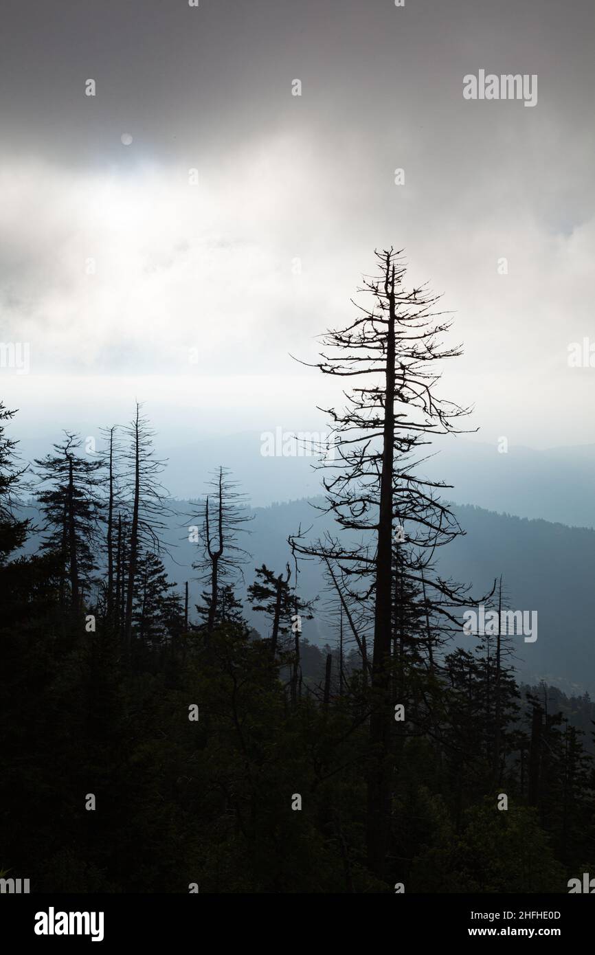 Changing Environment at Clingmans Dome in the Great Smoky Mountains ...