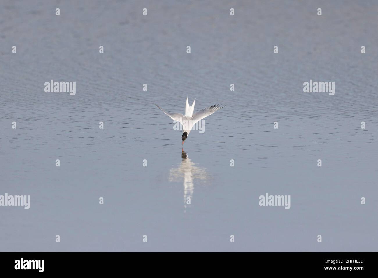 Common Tern (Sterna hirundo) summer plumage adult flying, diving for ...