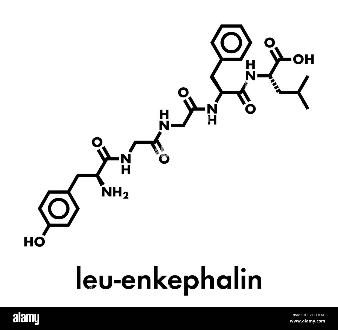 Leu-enkephalin endogenous opioid peptide molecule. Skeletal formula ...