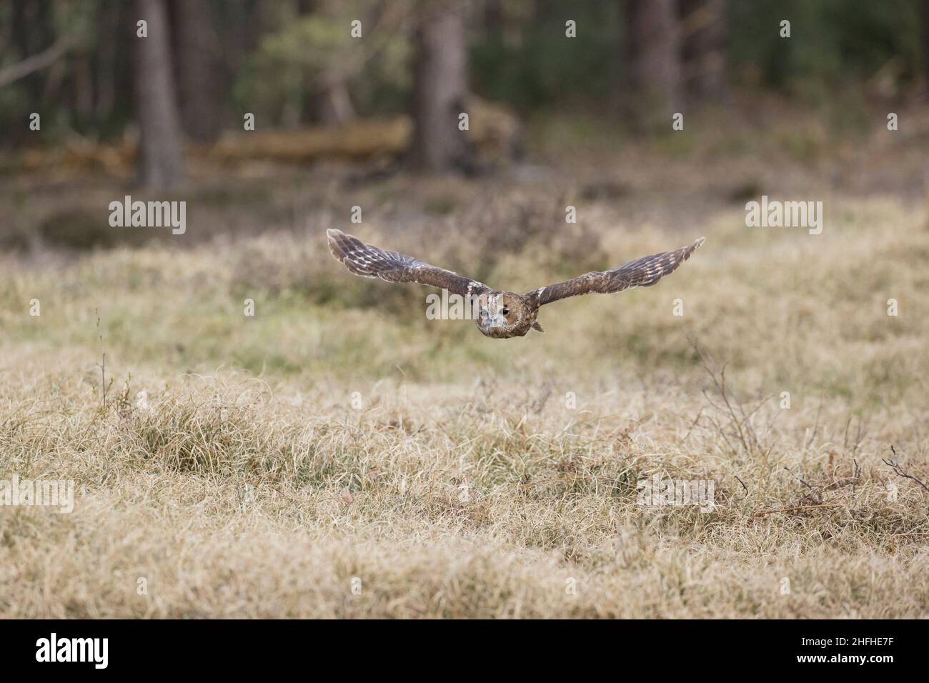 Tawny owl flying hi-res stock photography and images - Alamy