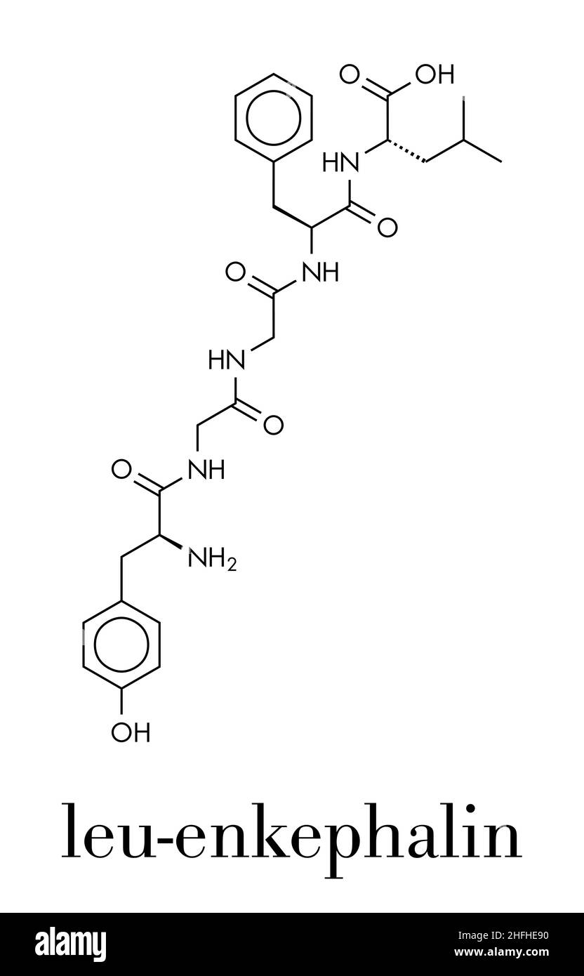 Leu-enkephalin endogenous opioid peptide molecule. Skeletal formula ...