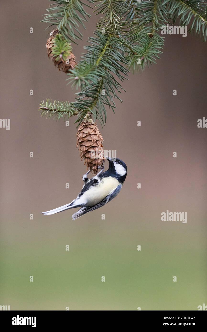 Great tit (Parus major) adult male hanging on pine cone Stock Photo - Alamy