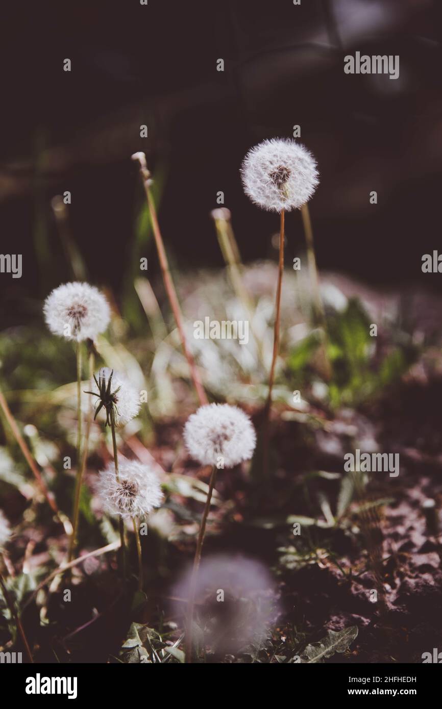 Selective back view beautiful hi-res stock photography and images - Alamy