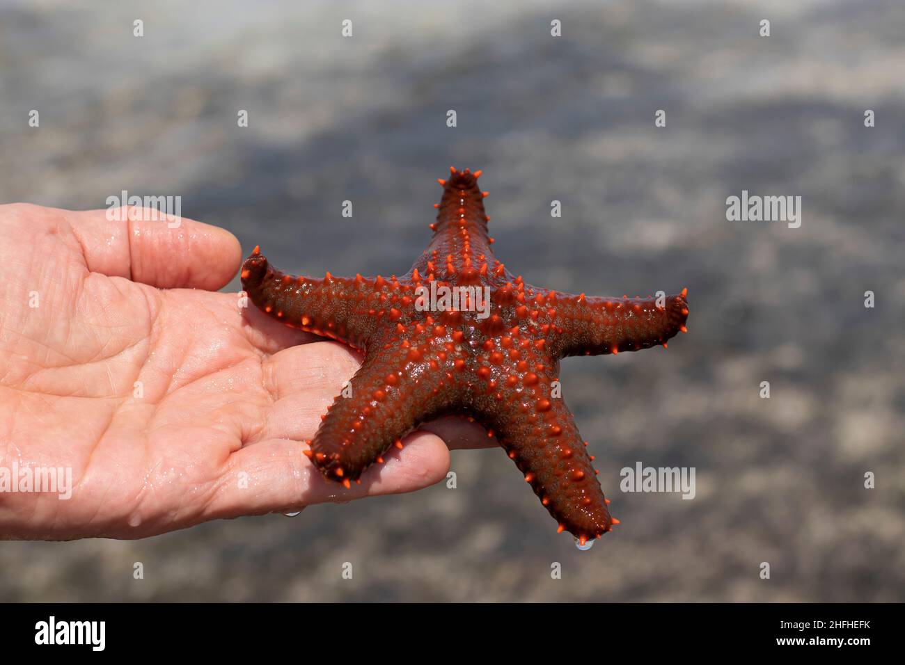 Zanzibar starfish swim hi-res stock photography and images - Alamy