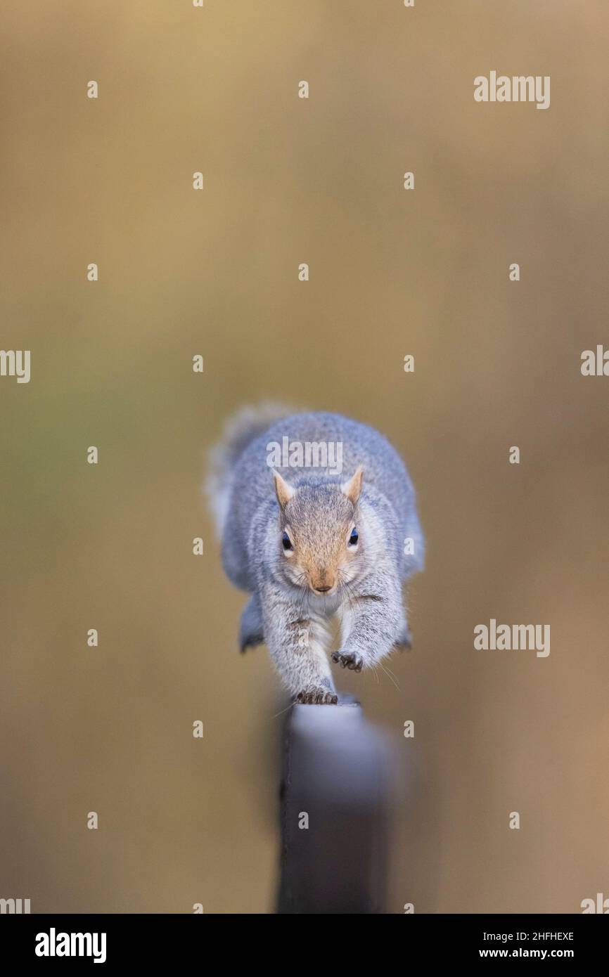 Eastern grey squirrel Sciurus carolinensis, introduced species, adult ...