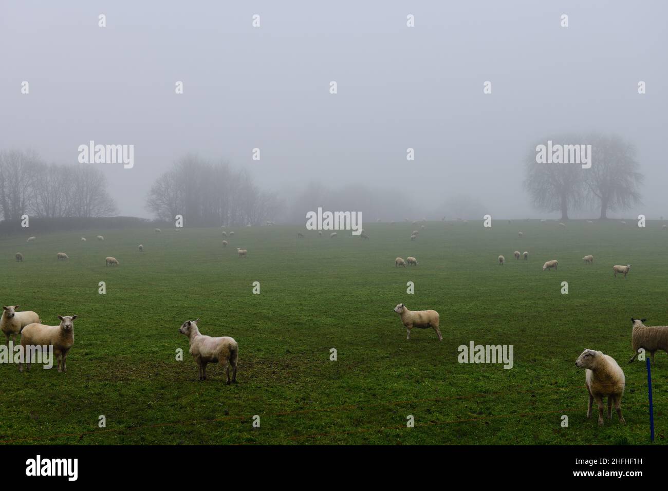 Sheep (Ovis aries) in a Grass Field with Foggy Weather in the ...