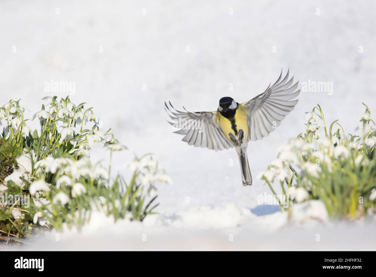 Great tit (Parus major) adult flying among Snowdrop (Galanthus nivalis ...