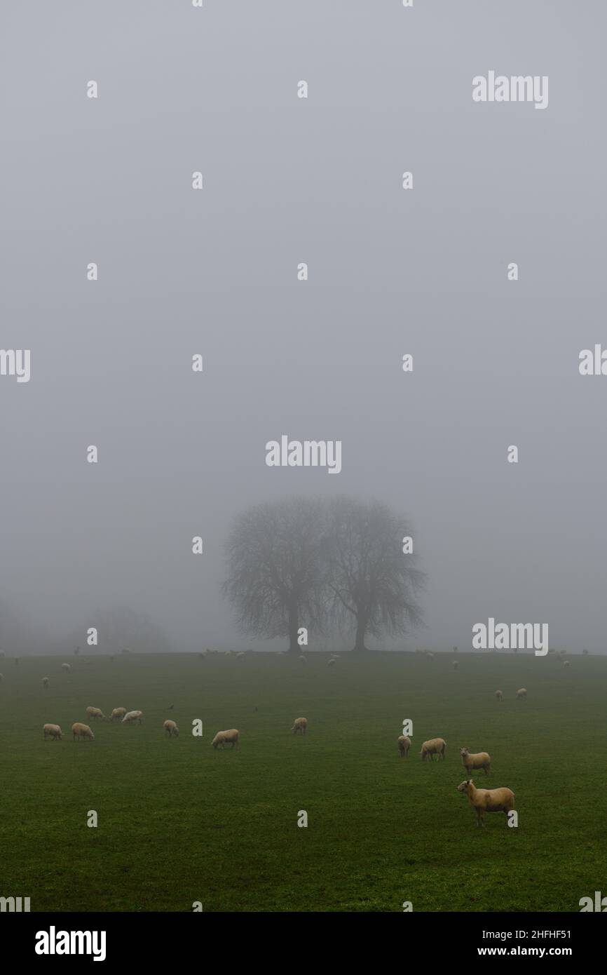Sheep (Ovis aries) in a Grass Field with Foggy Weather in the ...