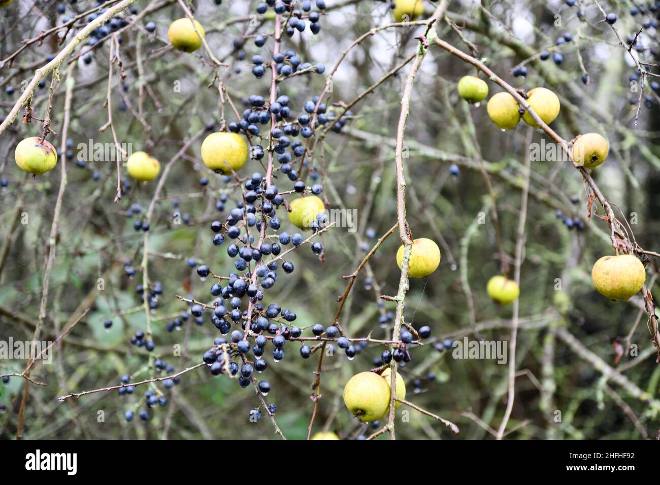 Sloe Bush ( Prunus spinosa) with fruit in Winter and Apples (Malus ...