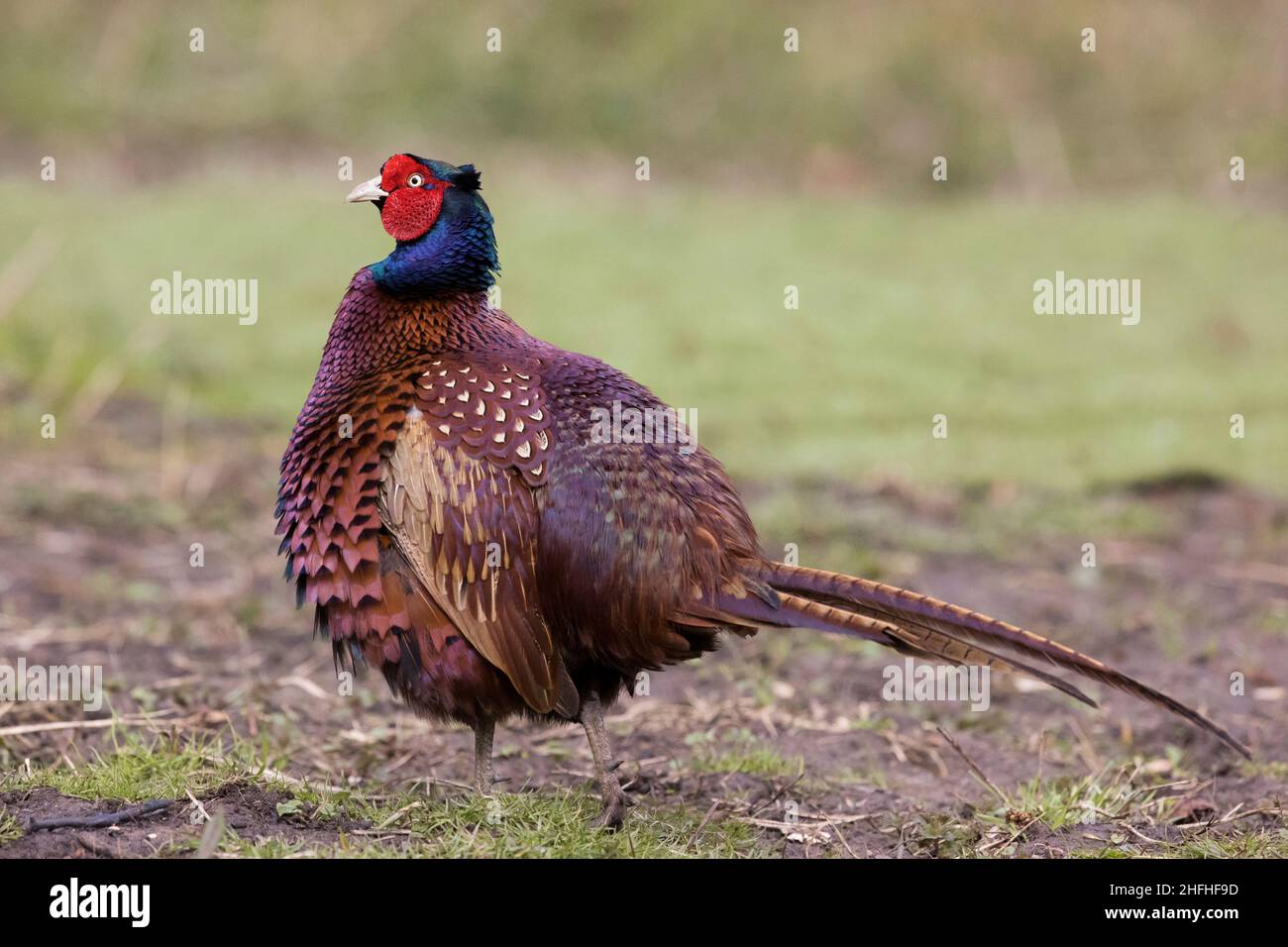 Common pheasant (Phasianus colchicus) adult male standing in field with ...