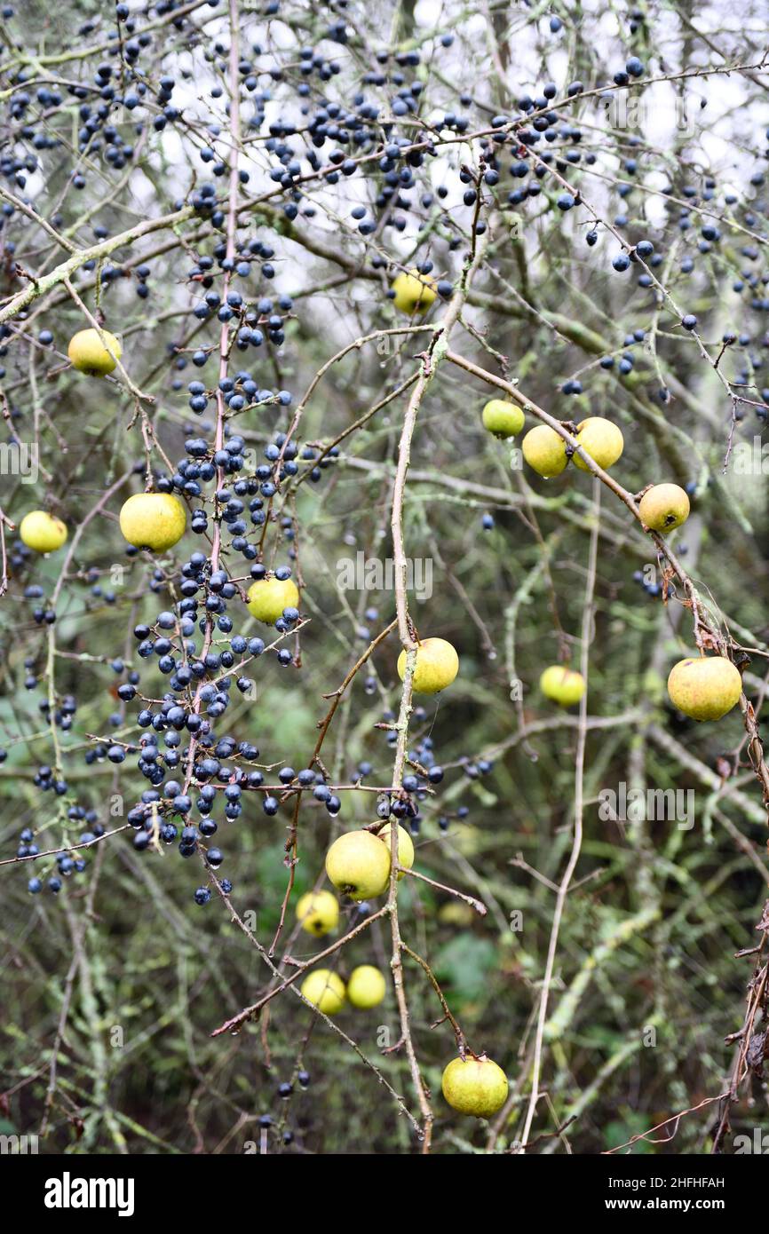 Sloe Bush ( Prunus spinosa) with fruit in Winter and Apples (Malus ...