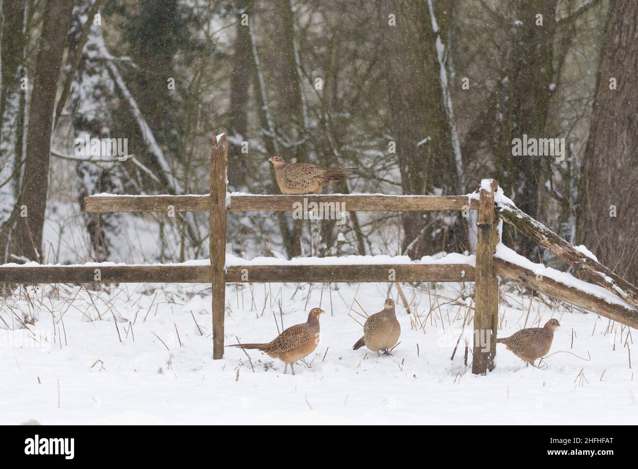 Common pheasant (Phasianus colchicus) adult female perched on fence ...