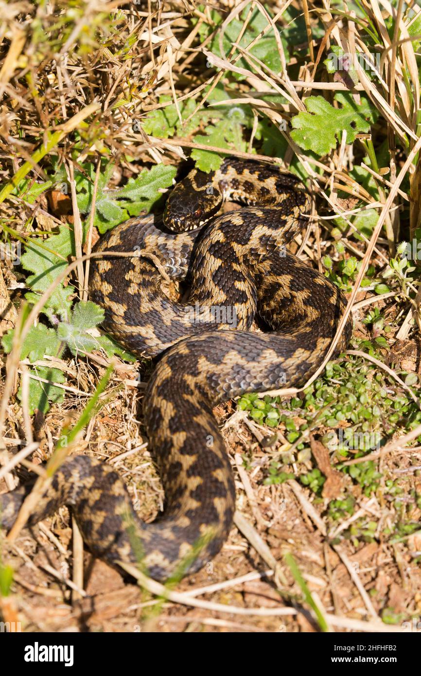 European adder (Vipera berus) adult male basking Stock Photo - Alamy