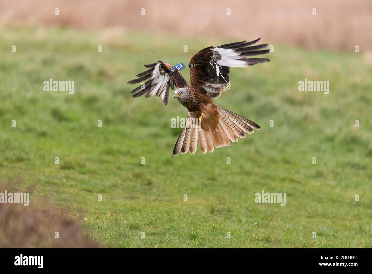 Red kite (Milvus milvus) adult with wing tags flying, Gigrin Farm ...