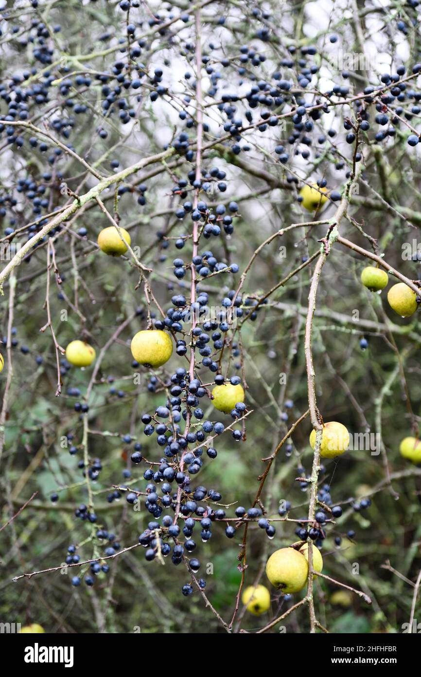 Sloe Bush ( Prunus spinosa) with fruit in Winter and Apples (Malus ...