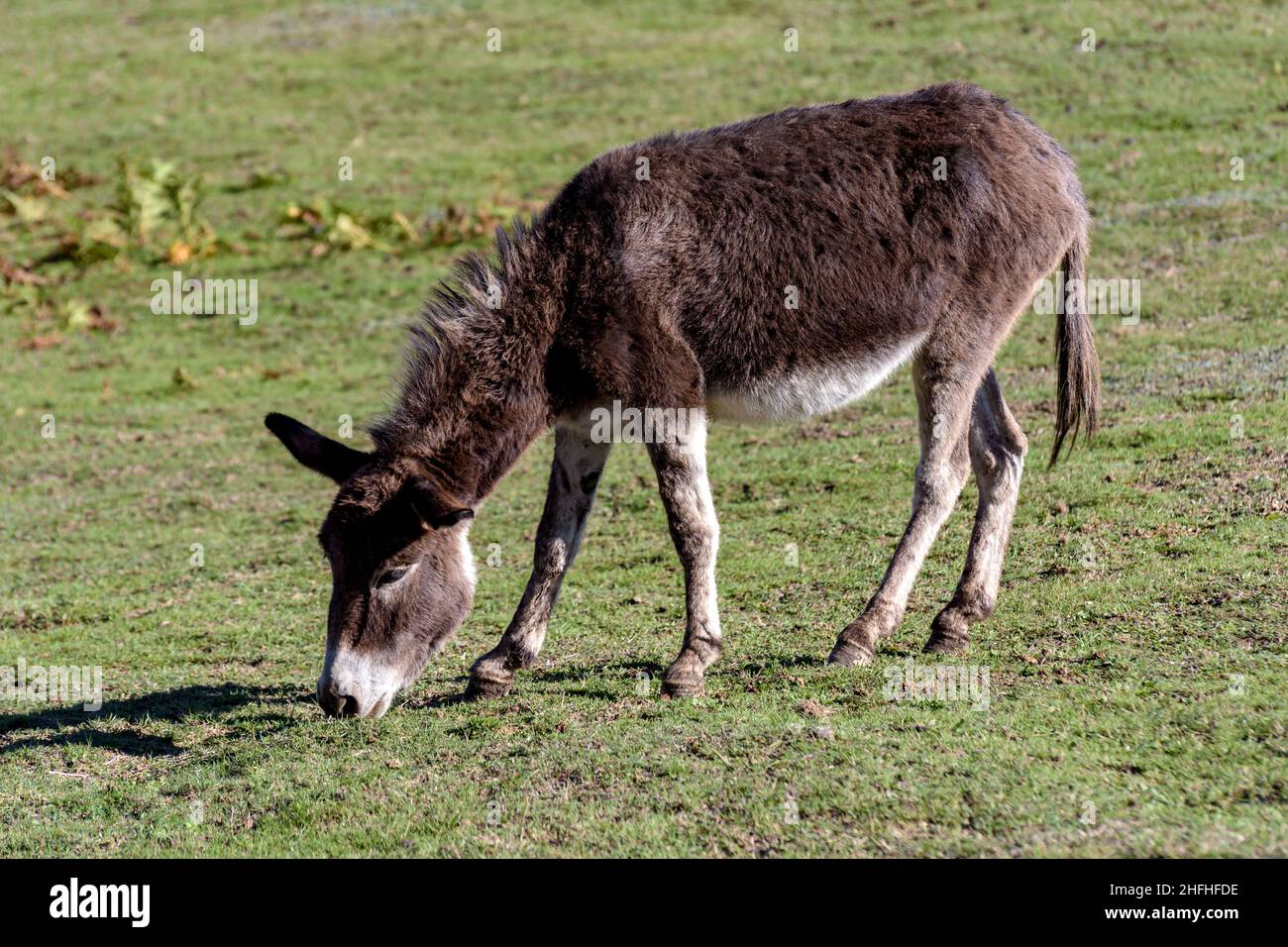 Donkey colt hi-res stock photography and images - Alamy