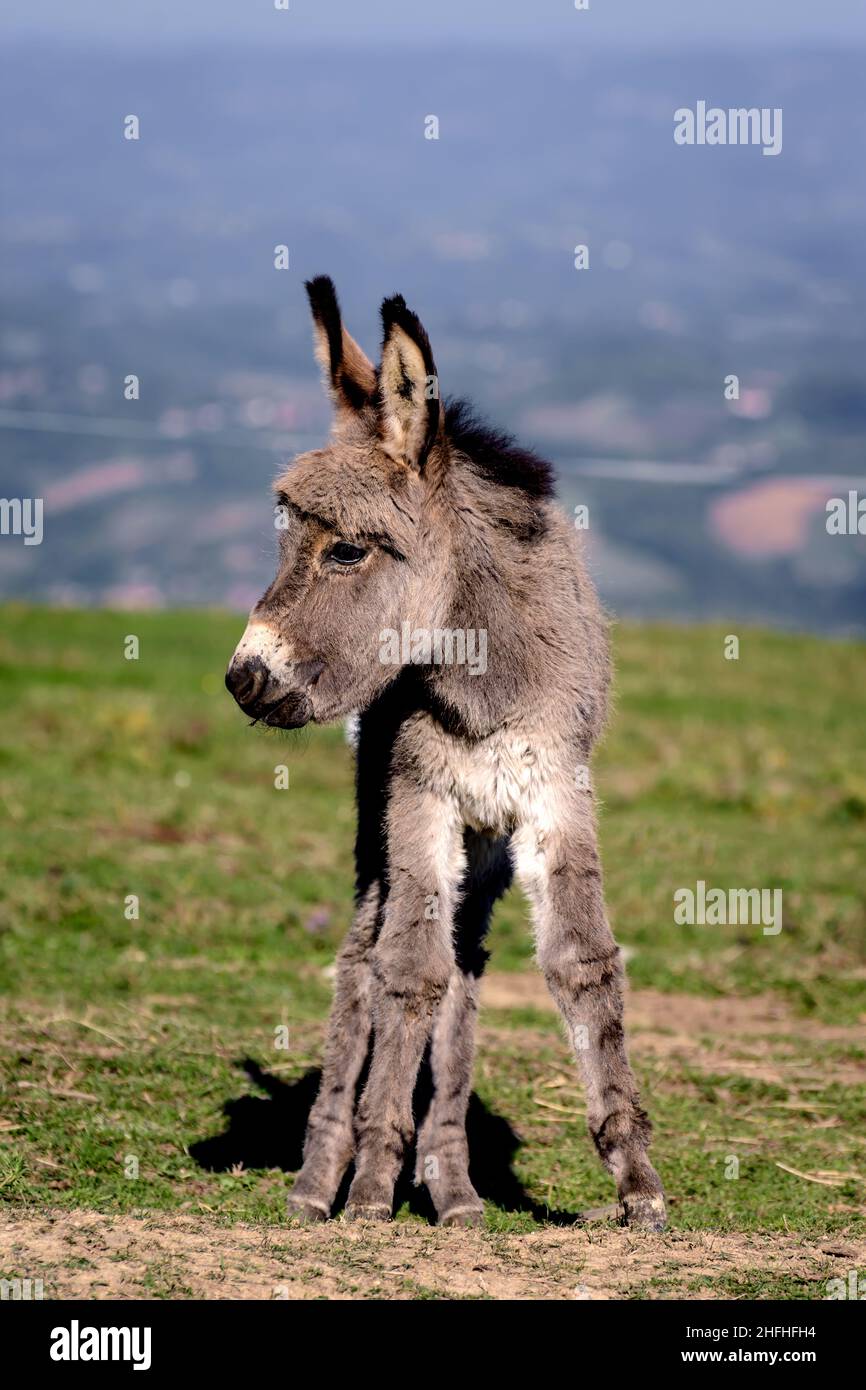 Donkey colt hi-res stock photography and images - Alamy