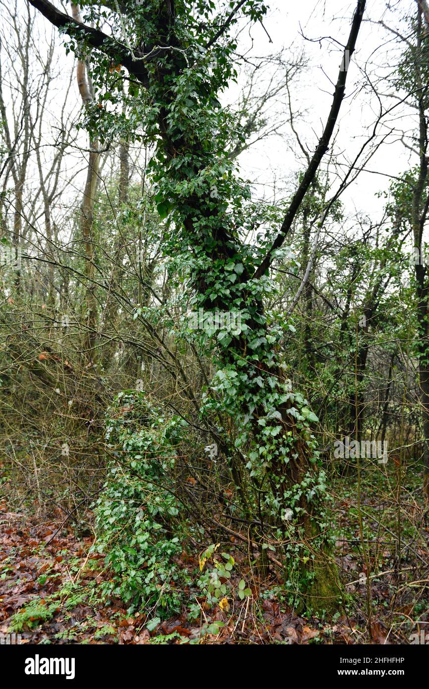 Tree covered in Ivy (hedera helix) on the Roadside Hook Norton ...