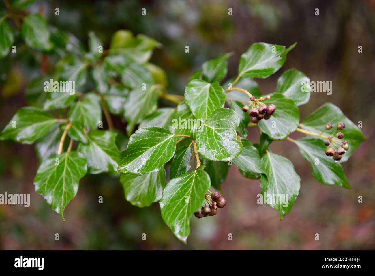 Common Ivy Leaf Berries (Hedera helix) growing wild in hedgerow Hook ...