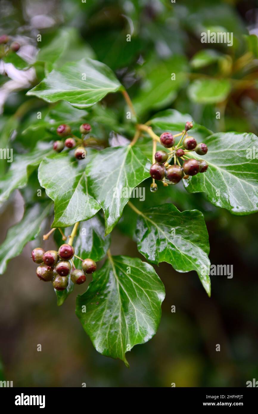 Common Ivy Leaf Berries (Hedera helix) growing wild in hedgerow Hook ...