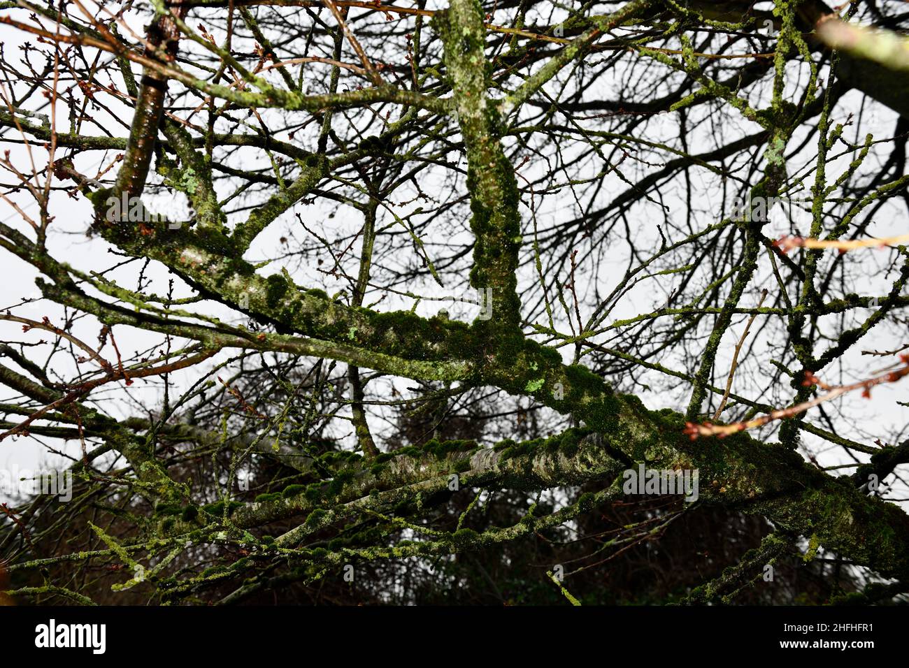 Algae growing on tree branches hi-res stock photography and images - Alamy