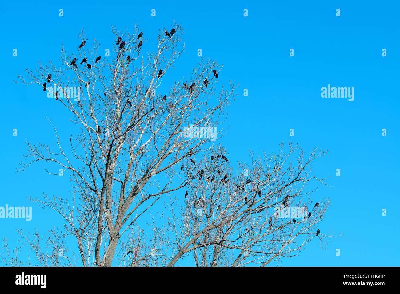 Flock of black crows (Corvus corone) on the tree in sunny autumn ...