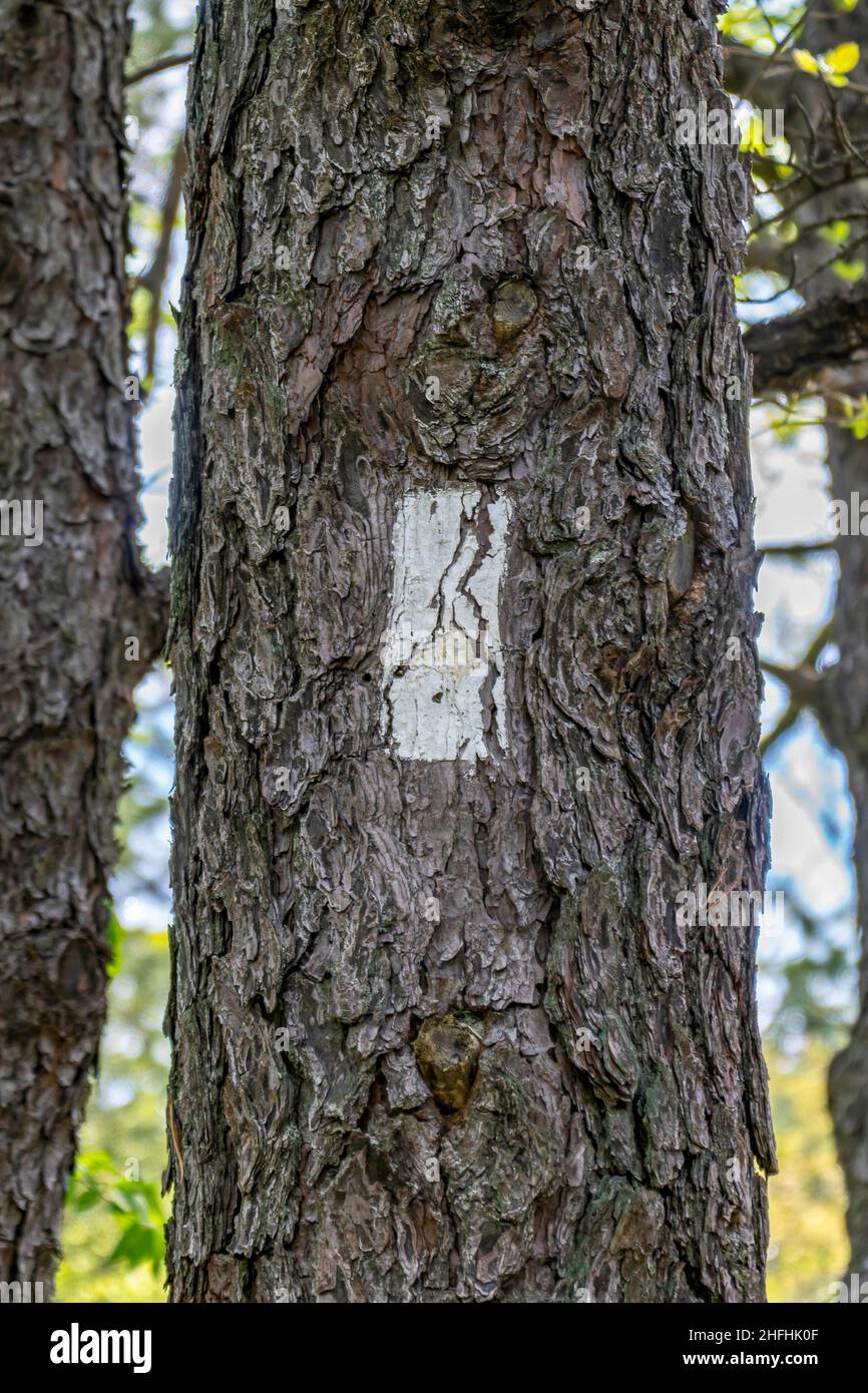 Trail marker painted on a tree for hikers on the Appalachian trial ...