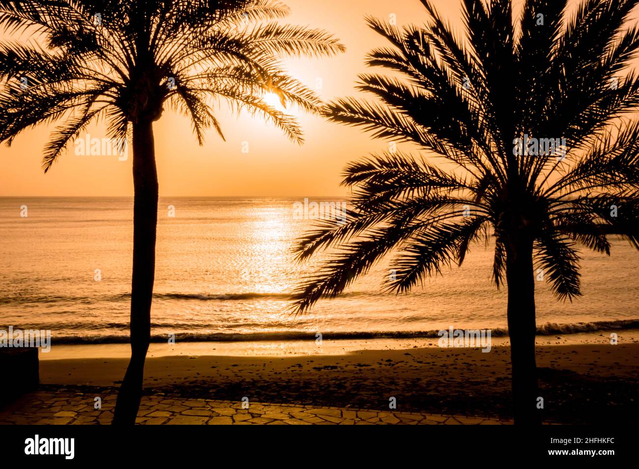 Palm tree silhouettes against tropical sunset sky. Setting sun ...