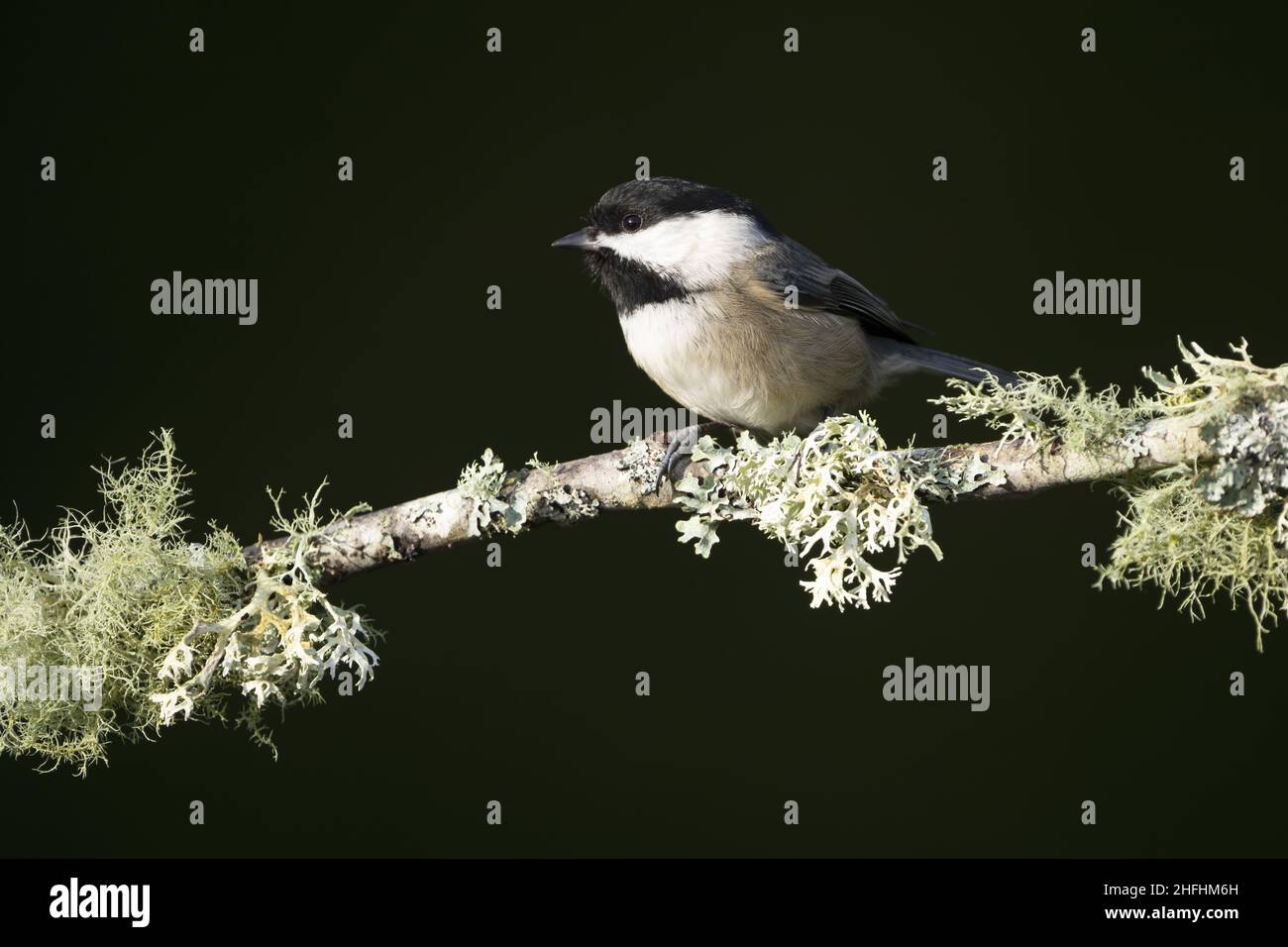 Black-capped chickadee perched on lichen covered branch, Snohomish ...