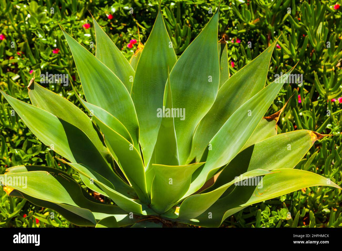 green agave plant in beautiful light Stock Photo - Alamy
