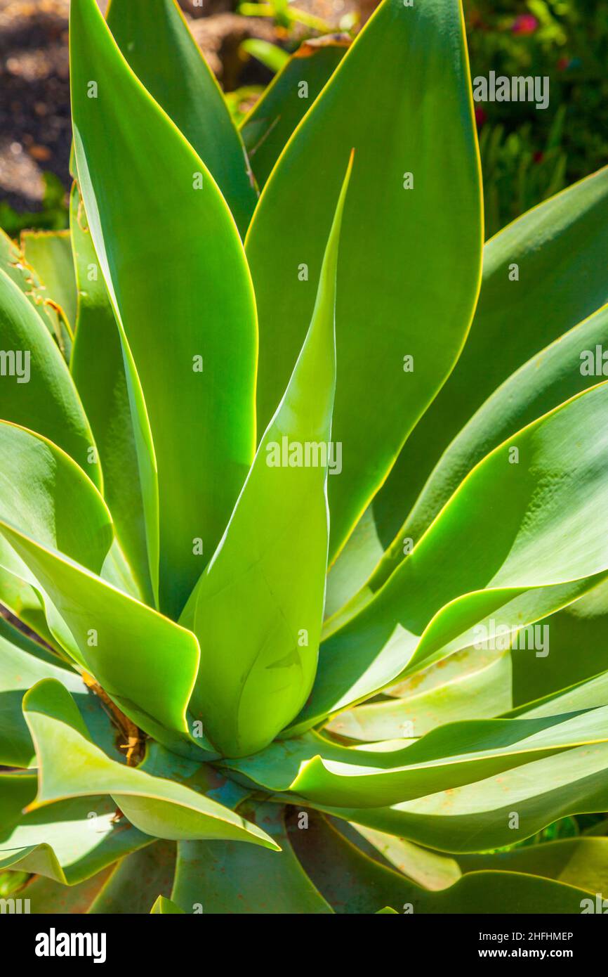 Agave plant in natural sunlight Stock Photo - Alamy