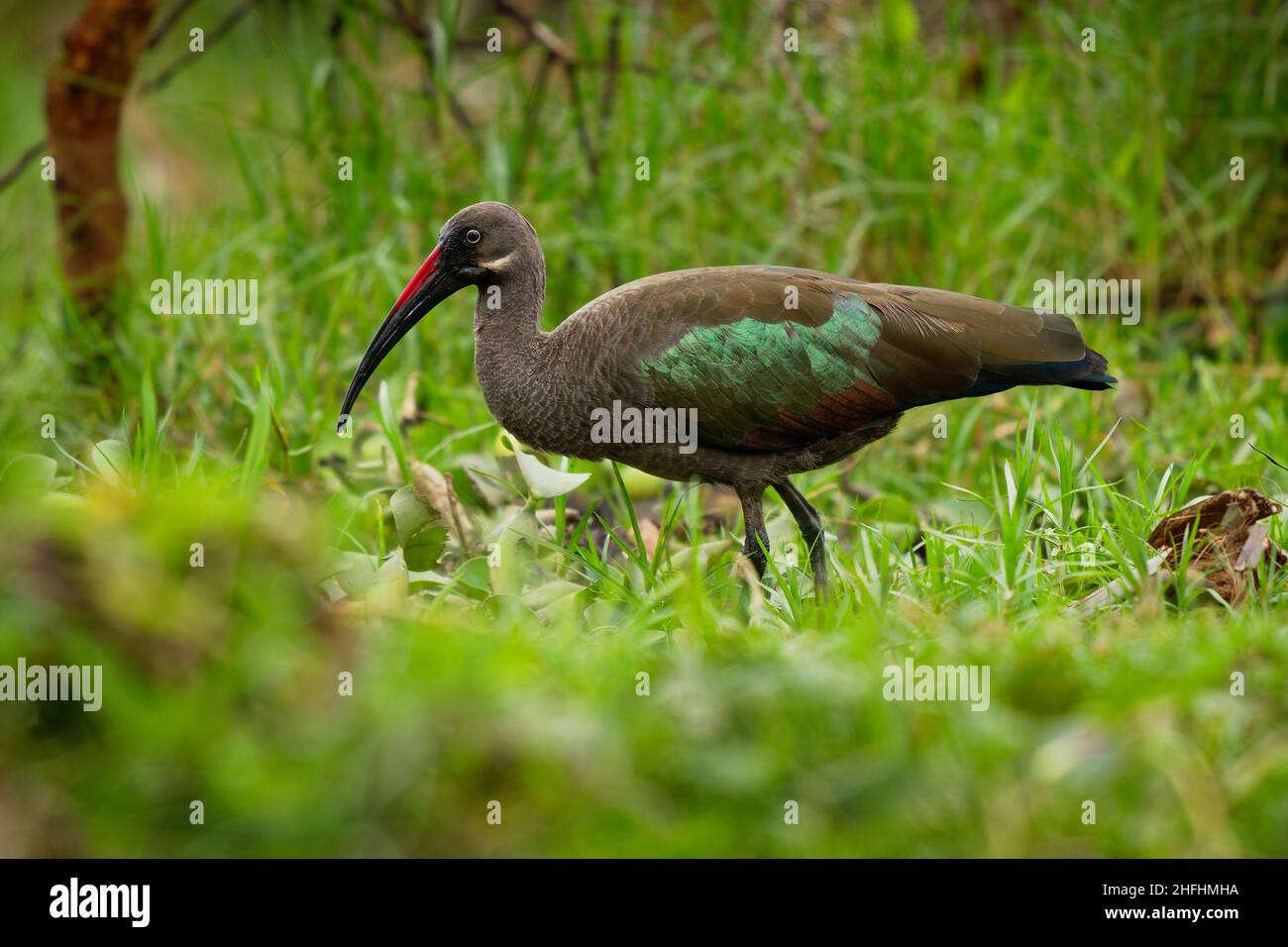 Hadada Ibis - Bostrychia hagedash also hadeda, water bird native to Sub ...